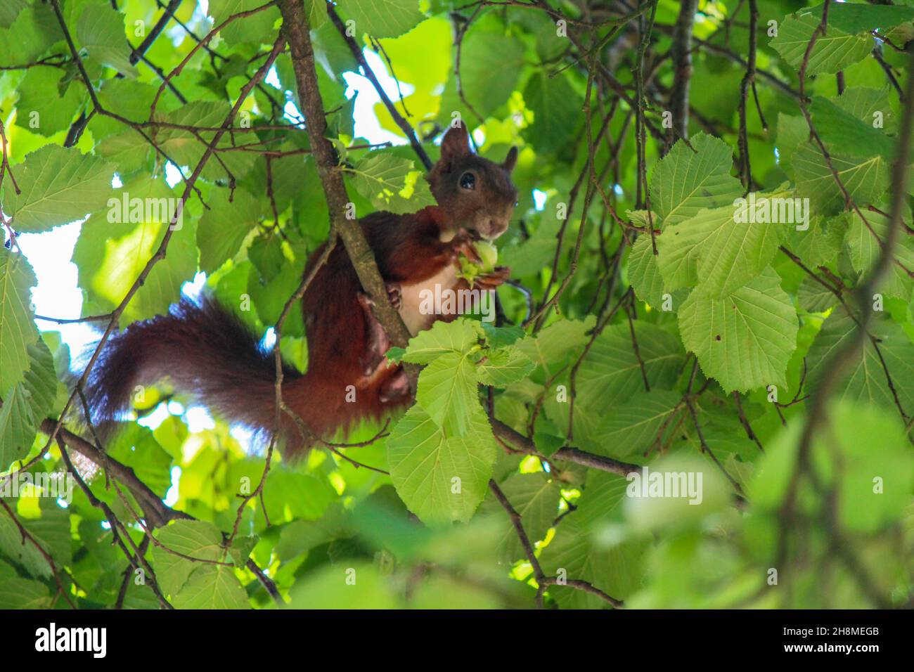 Busy squirrel hi-res stock photography and images - Alamy