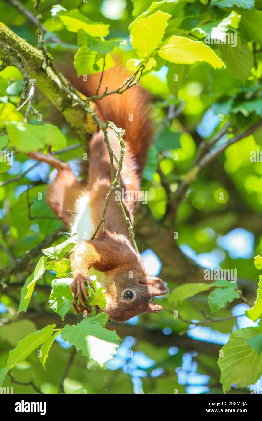 A busy squirrel gathering nuts from a hazelnut tree Stock Photo - Alamy