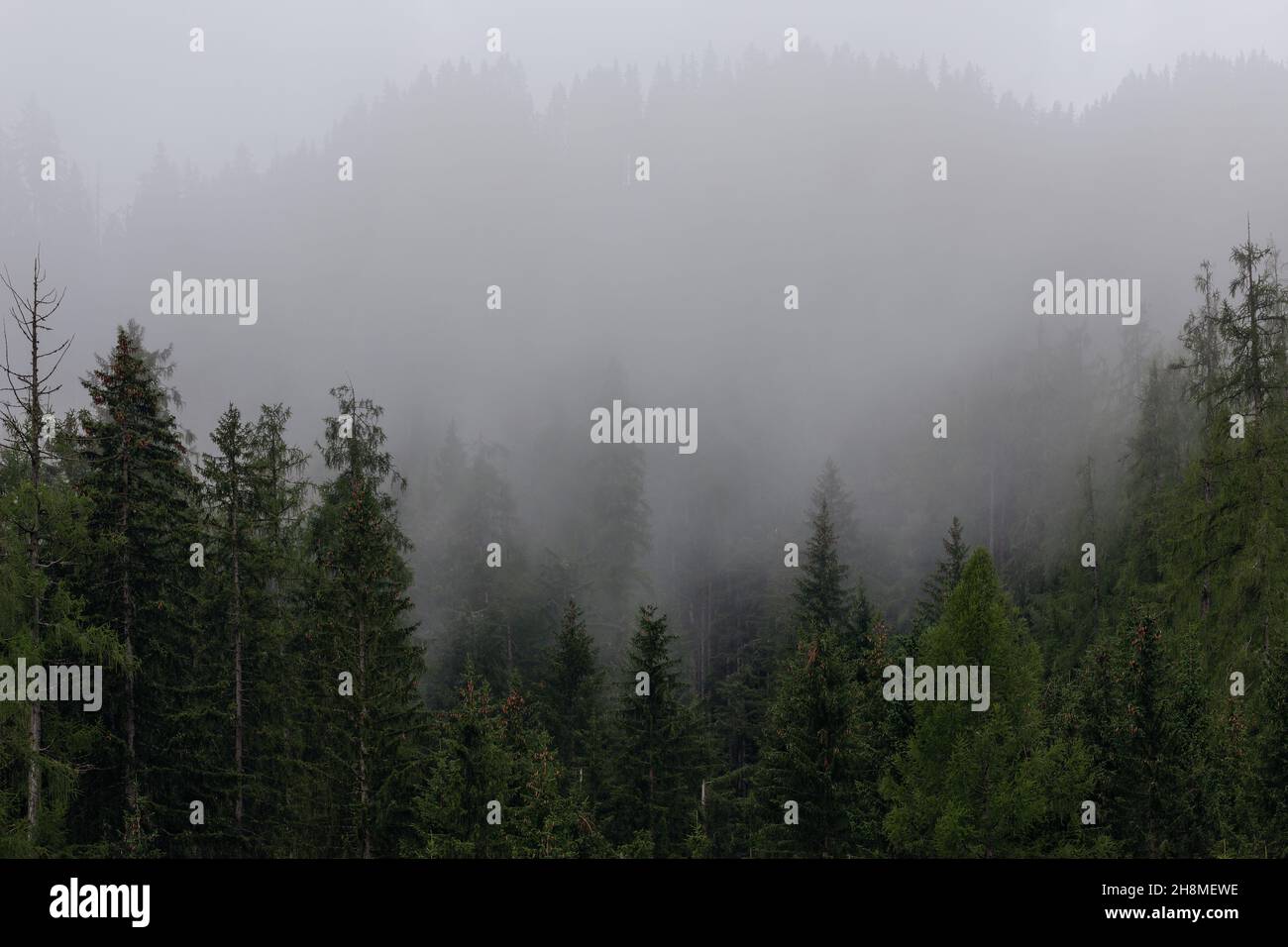 Cloud forest climate hi-res stock photography and images - Alamy