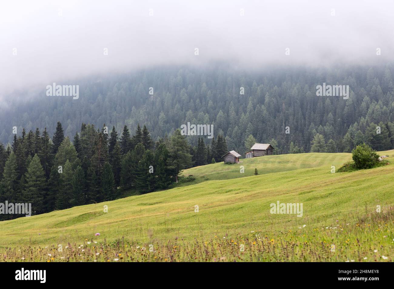 Alpine meadow after rain and forest shrouded in dense fog in the ...
