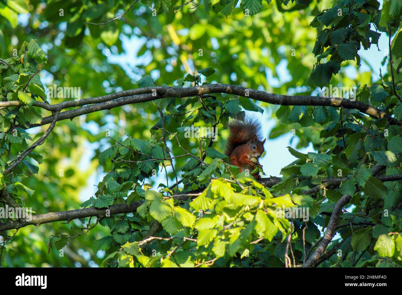 A busy squirrel gathering nuts from a hazelnut tree Stock Photo - Alamy