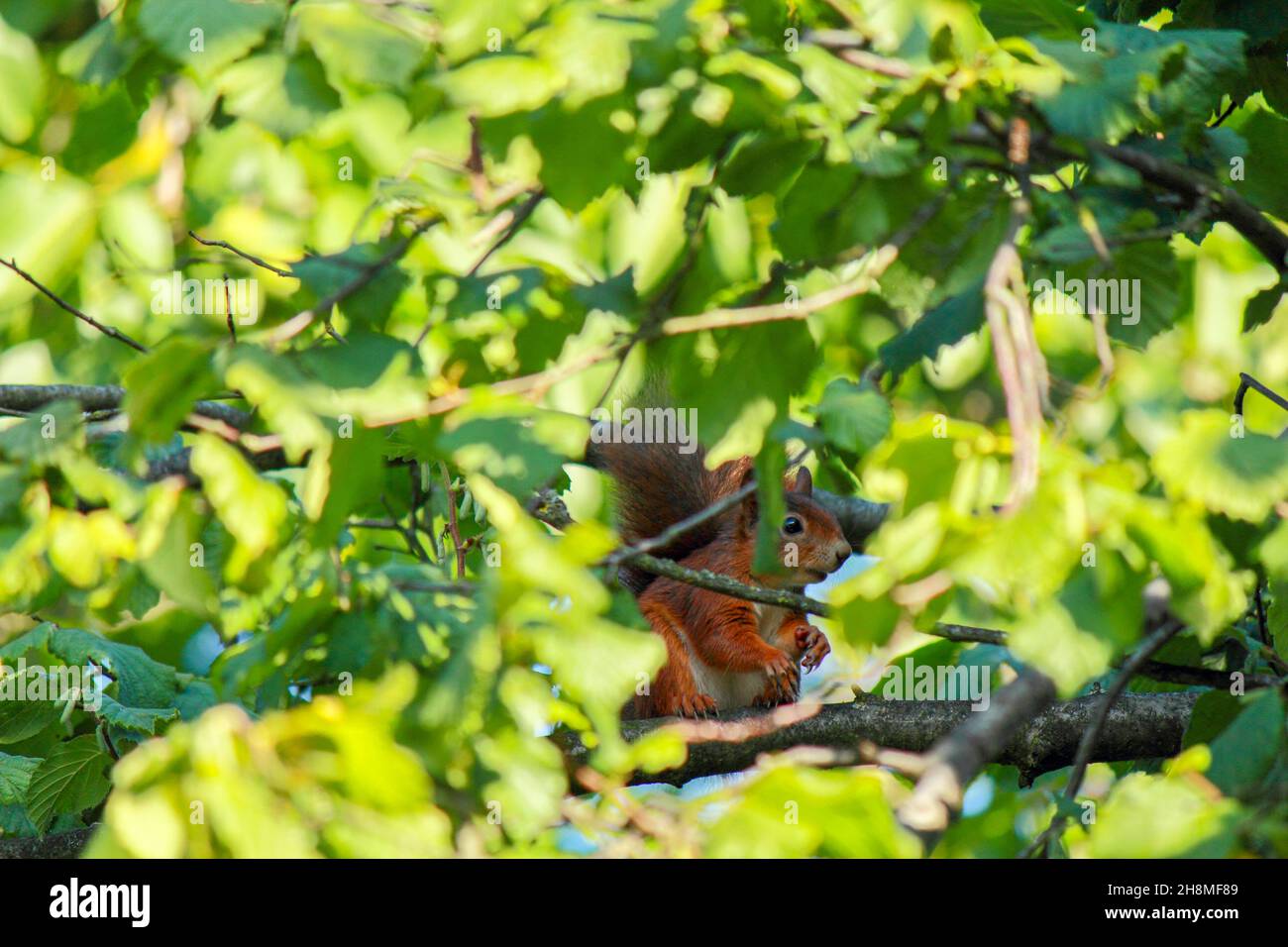 Nut gathering wildlife hi-res stock photography and images - Alamy