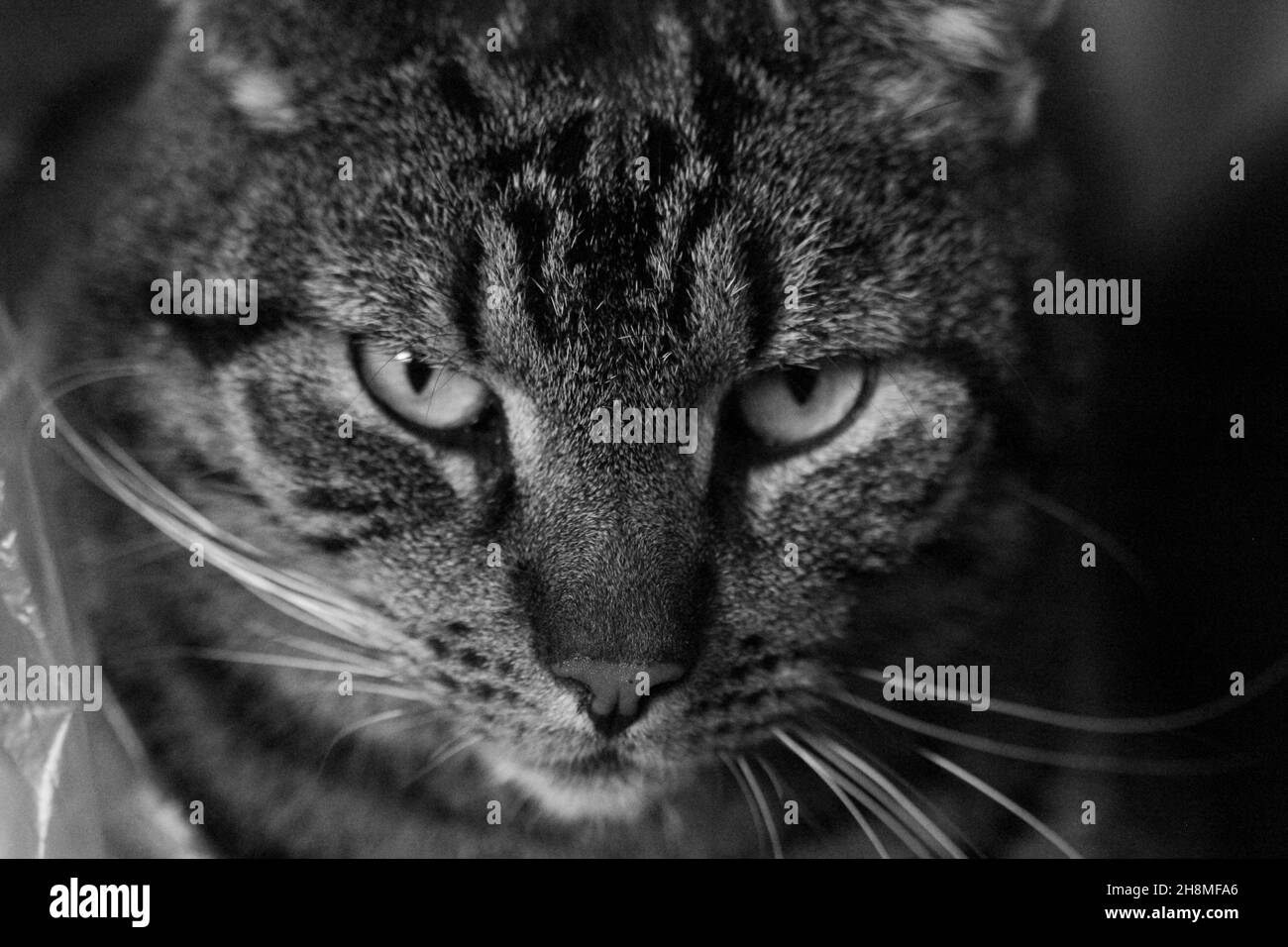 Beautiful facial expression of the cat Felix Stock Photo - Alamy