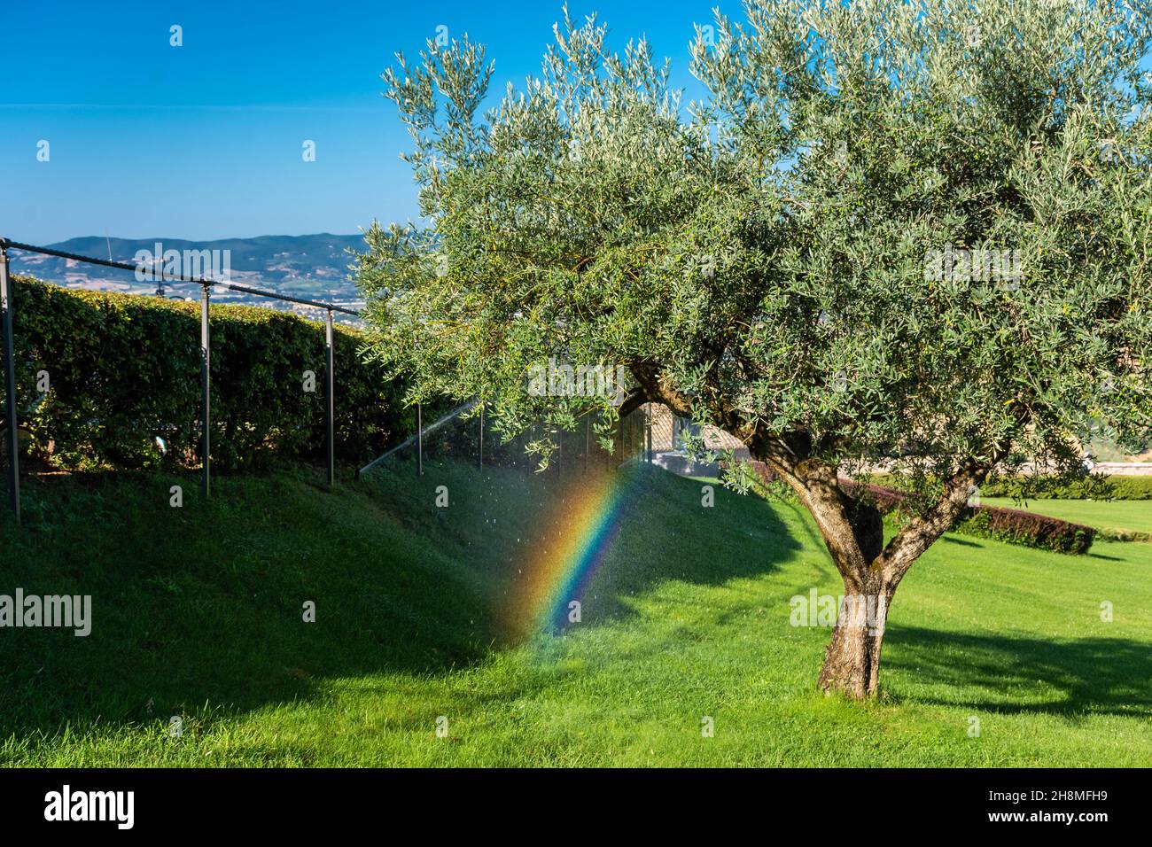 Rainbow under a olive tree in the Garden of San Francesco Basilica in ...
