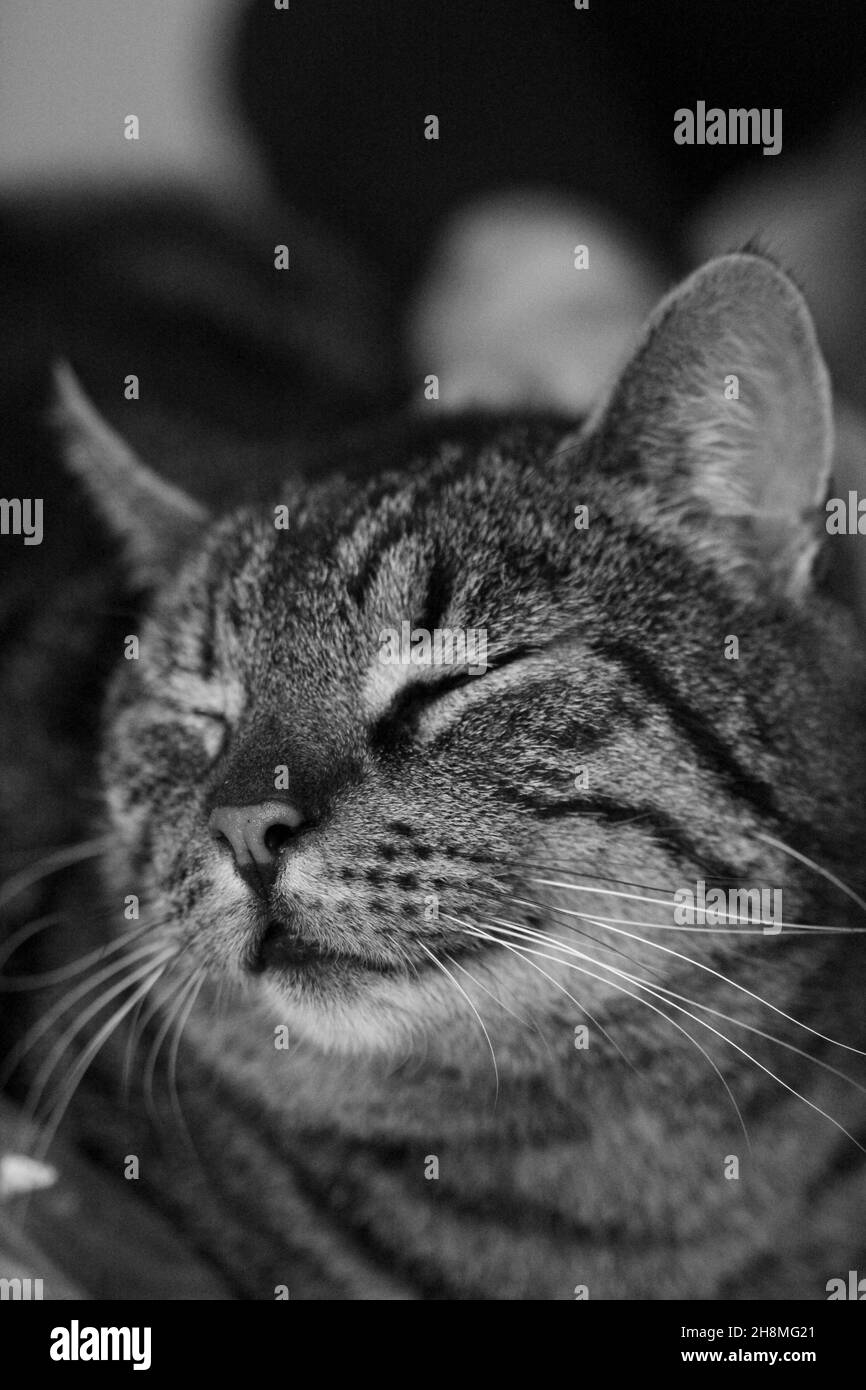 Enjoying expression Black and White Stock Photos & Images - Alamy