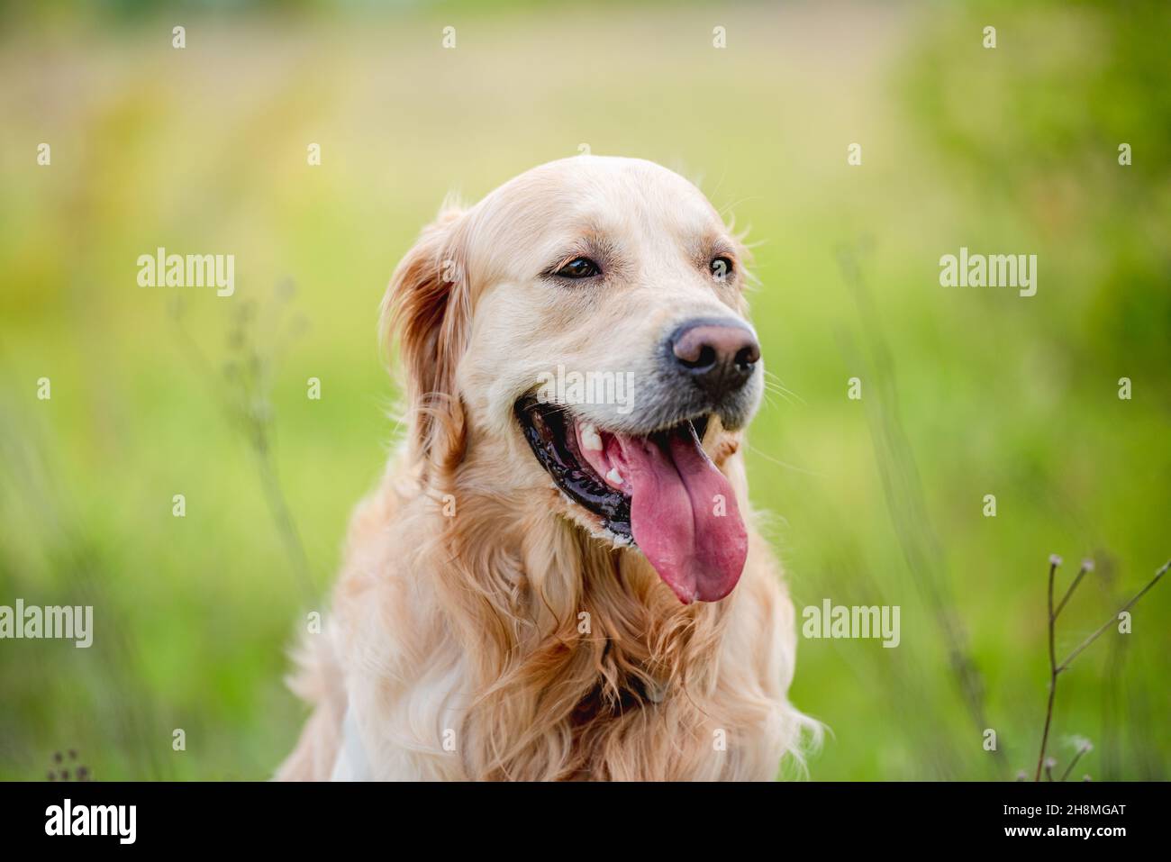 Golden retriever dog outdoors in summer Stock Photo - Alamy