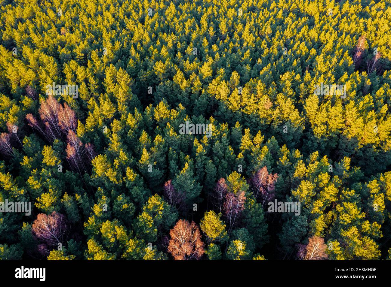 Directly above aerial drone full frame shot of green emerald pine ...