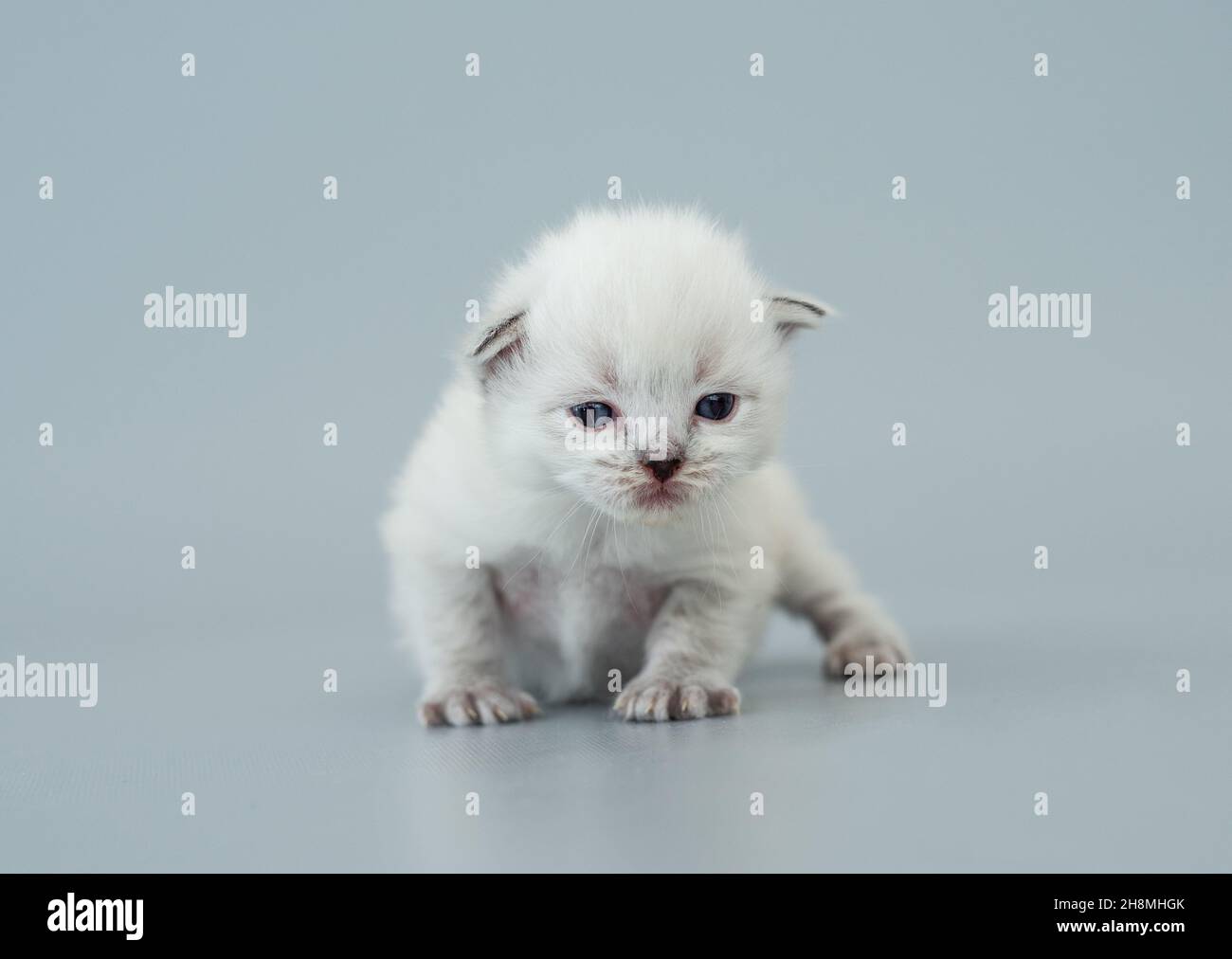 Ragdoll kitten isolated on light blue background Stock Photo - Alamy