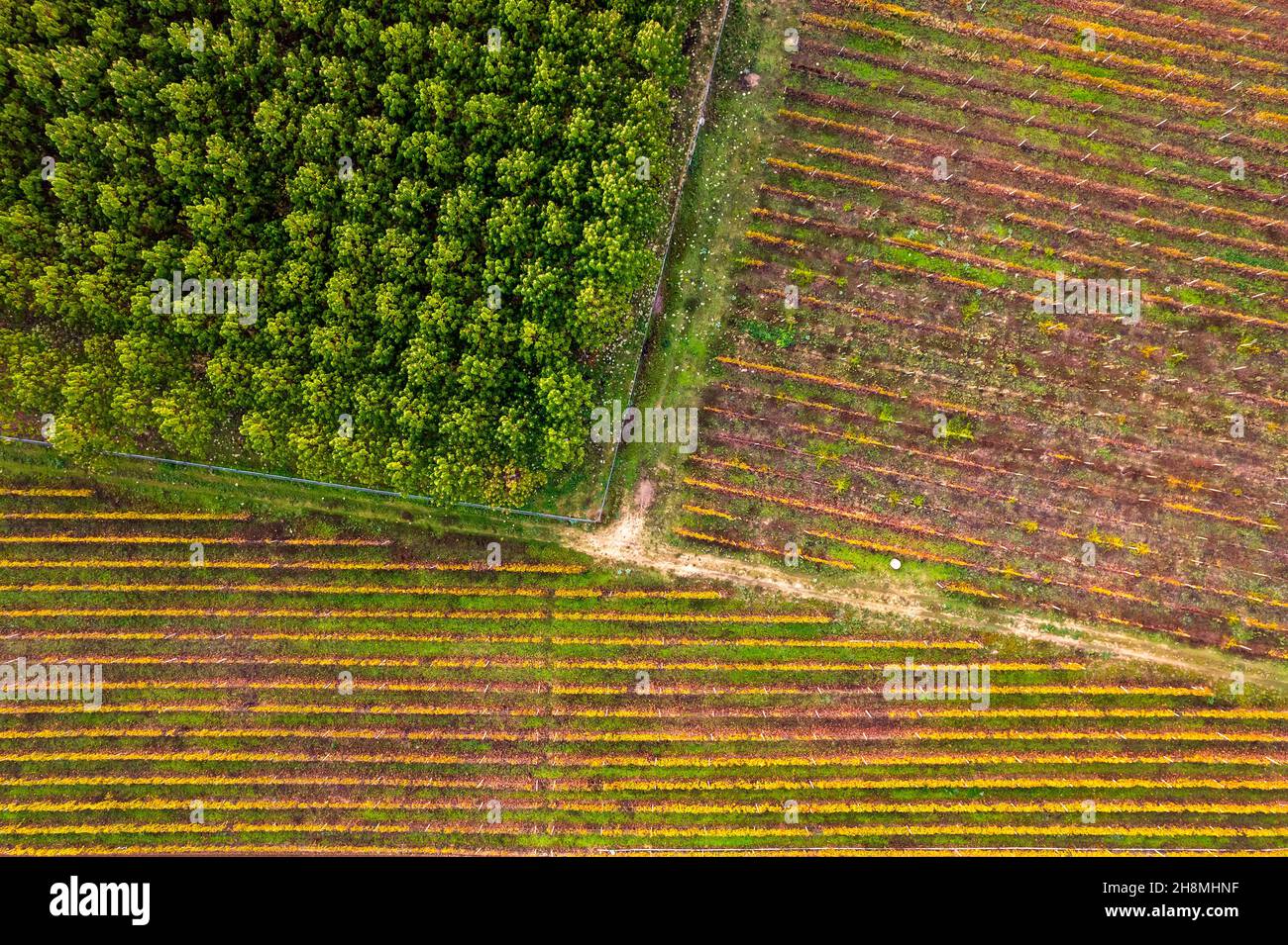 Giannouli hi-res stock photography and images - Alamy