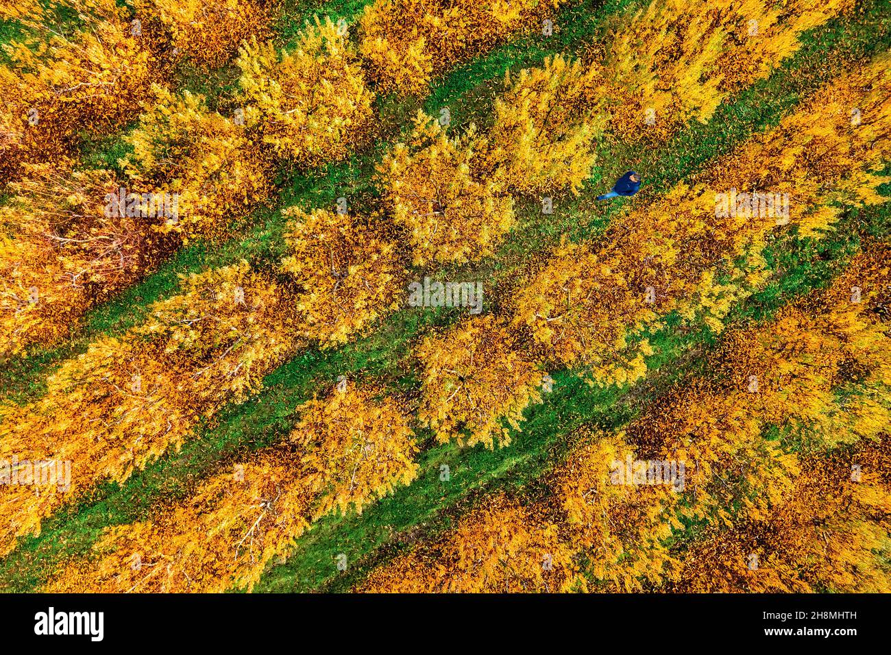 Autumn at the great plains of Thessaly. Somewhere between Giannouli and ...
