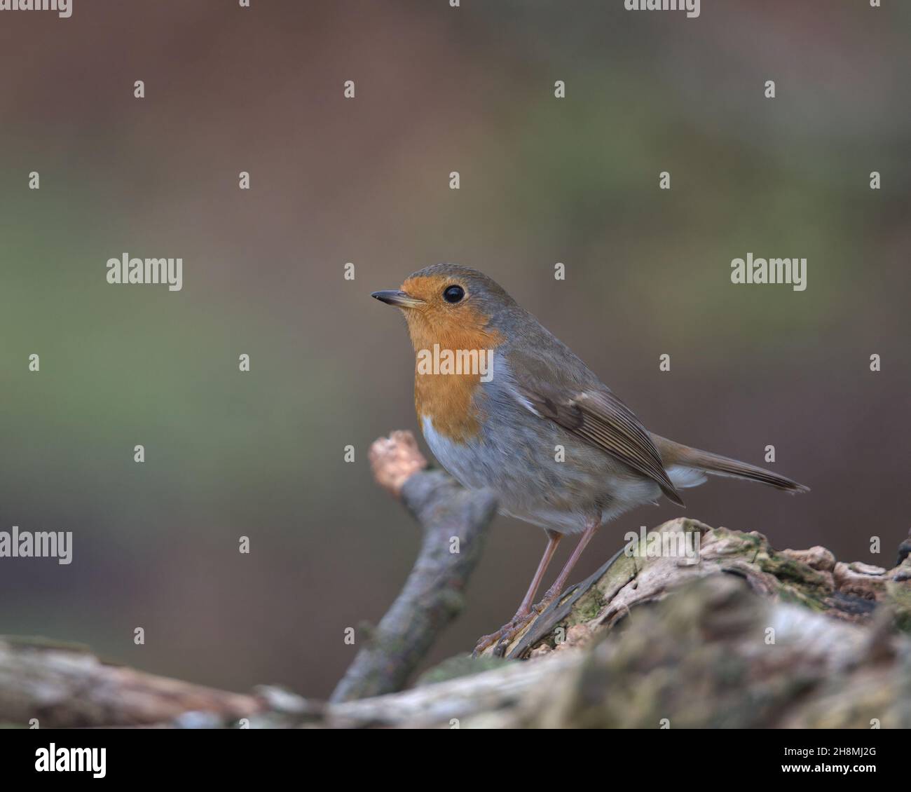 Robin redbreast in woodland hi-res stock photography and images - Alamy