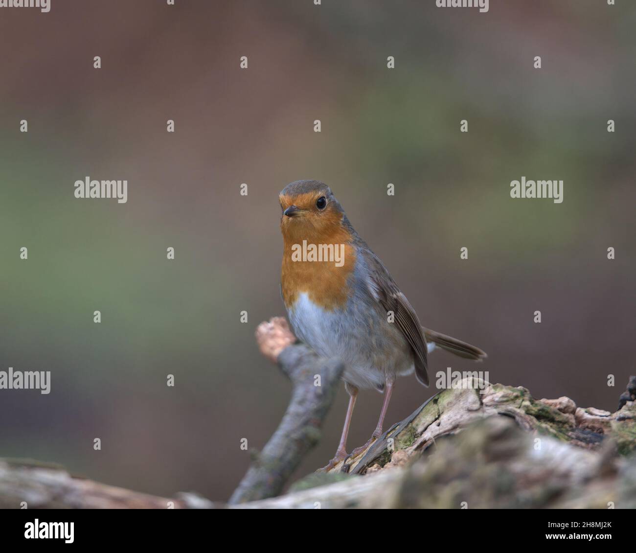 Robin redbreast in woodland hi-res stock photography and images - Alamy