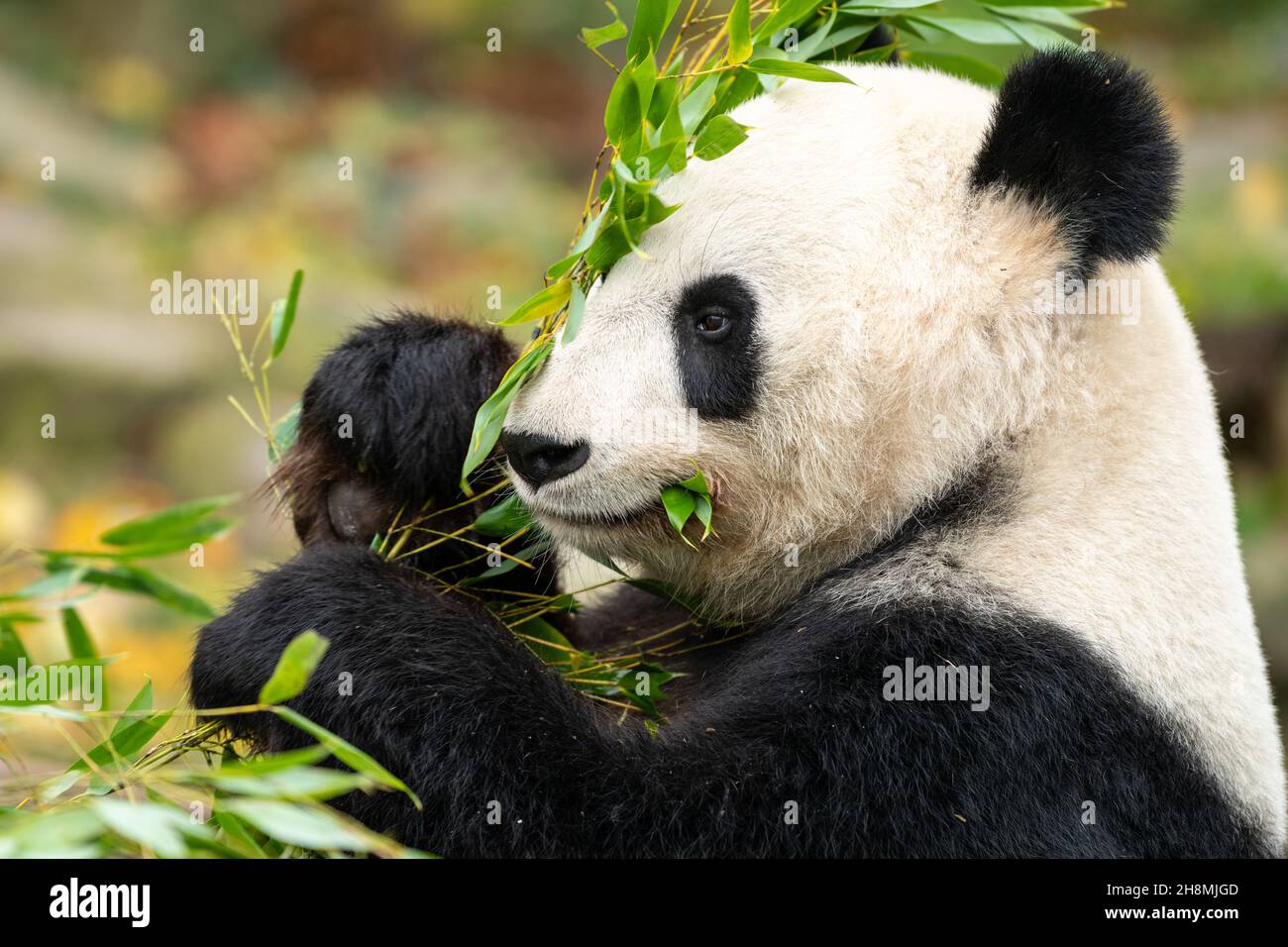 Giant panda zoo europe hi-res stock photography and images - Alamy