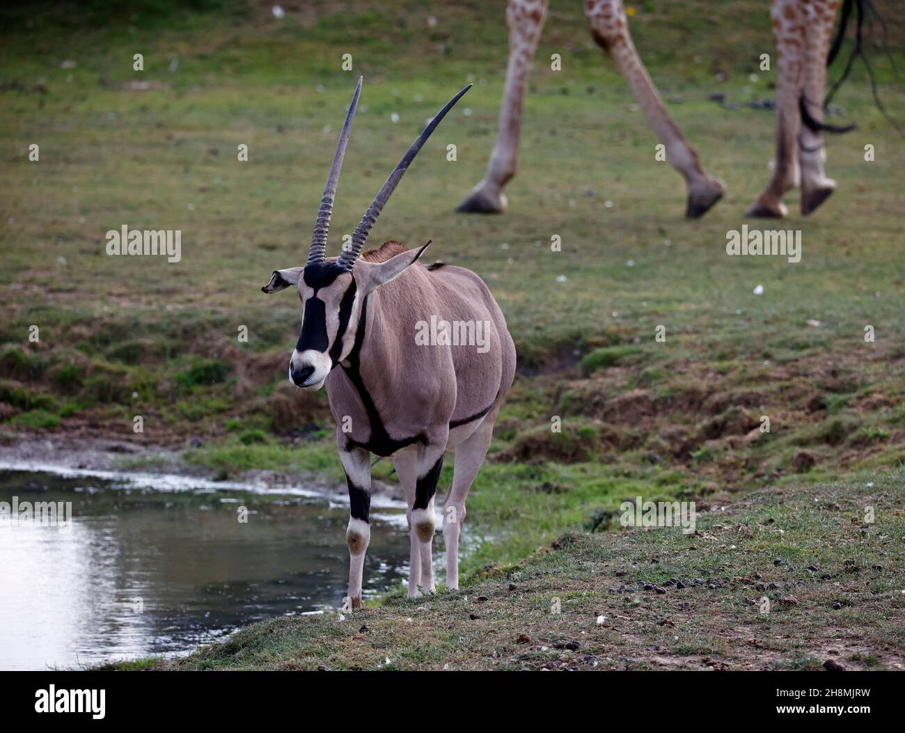 Oryx picture hi-res stock photography and images - Alamy