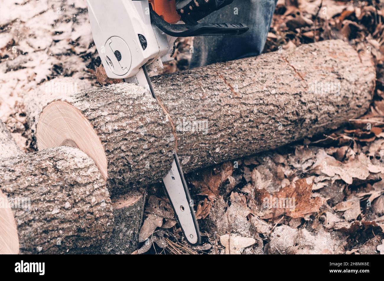 Cutting trees with an electric saw in autumn in woods Stock Photo - Alamy