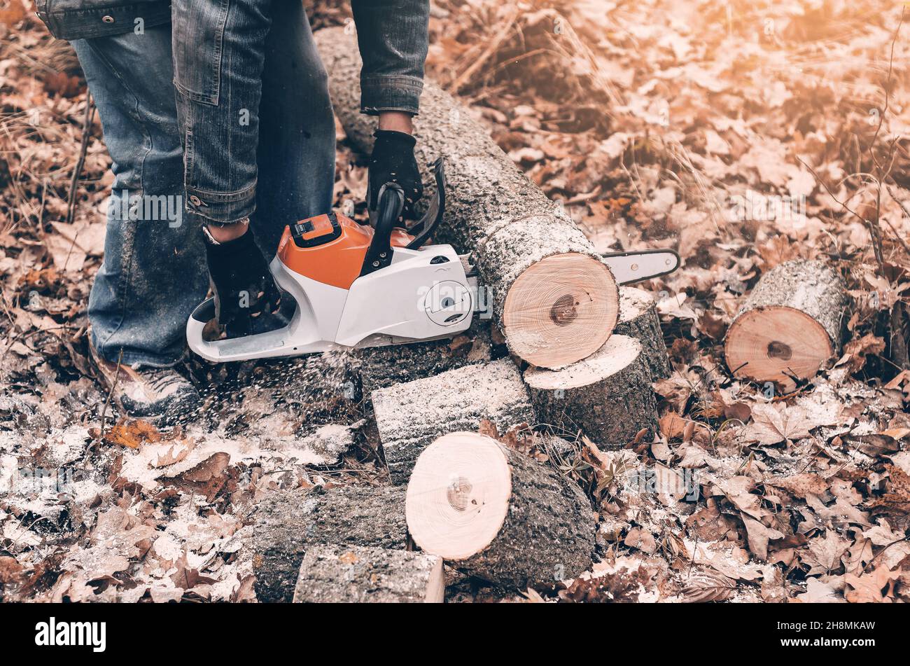 Cutting trees with an electric saw in autumn in woods. Bars of trees ...