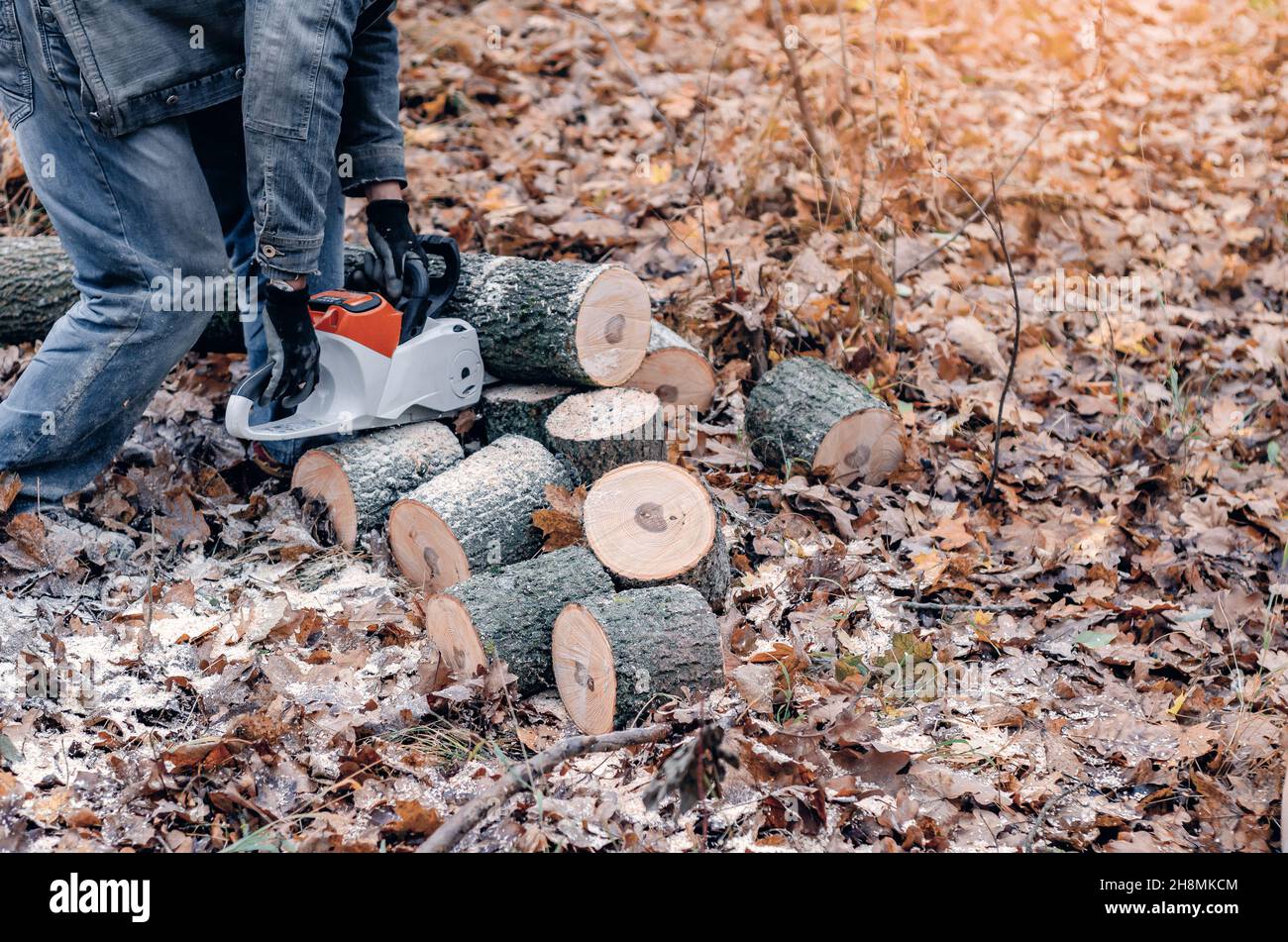 Cutting trees with an electric saw in autumn in woods Stock Photo - Alamy