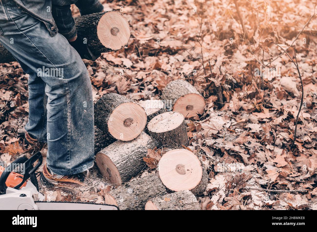 Man's hands hold the cut trunk. Bars of trees. View of the slice Stock ...