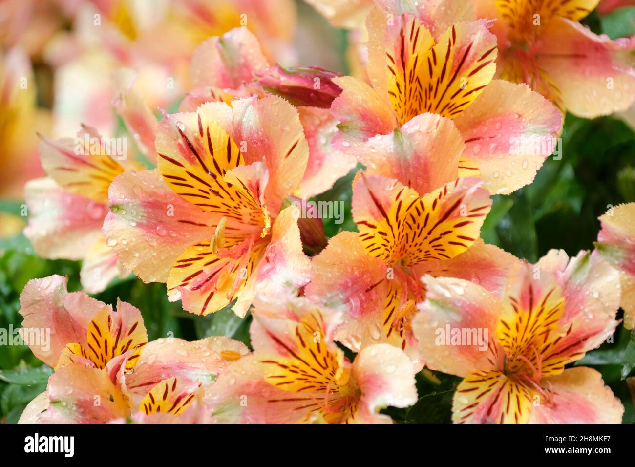 Alstroemeria colorita sara hi-res stock photography and images - Alamy