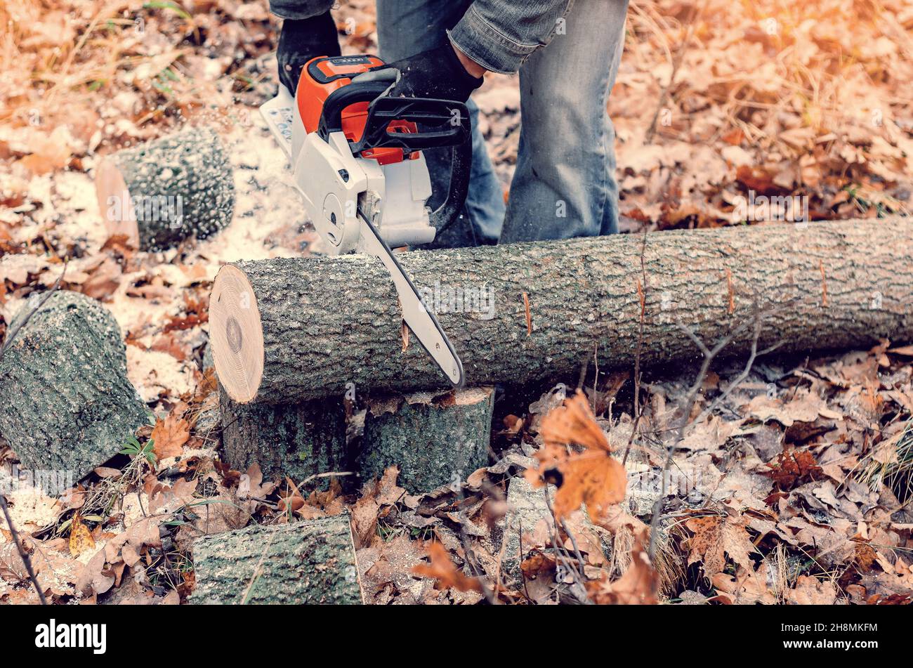 Cutting trees with an electric saw in autumn in woods Stock Photo - Alamy