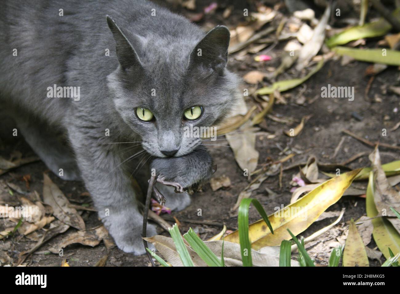 Gray Cat Hunting