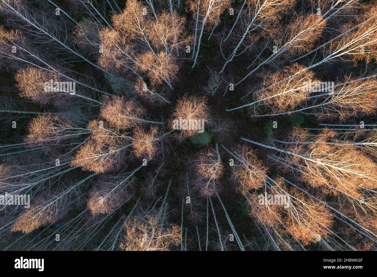 Leafless trees frame view hi-res stock photography and images - Alamy