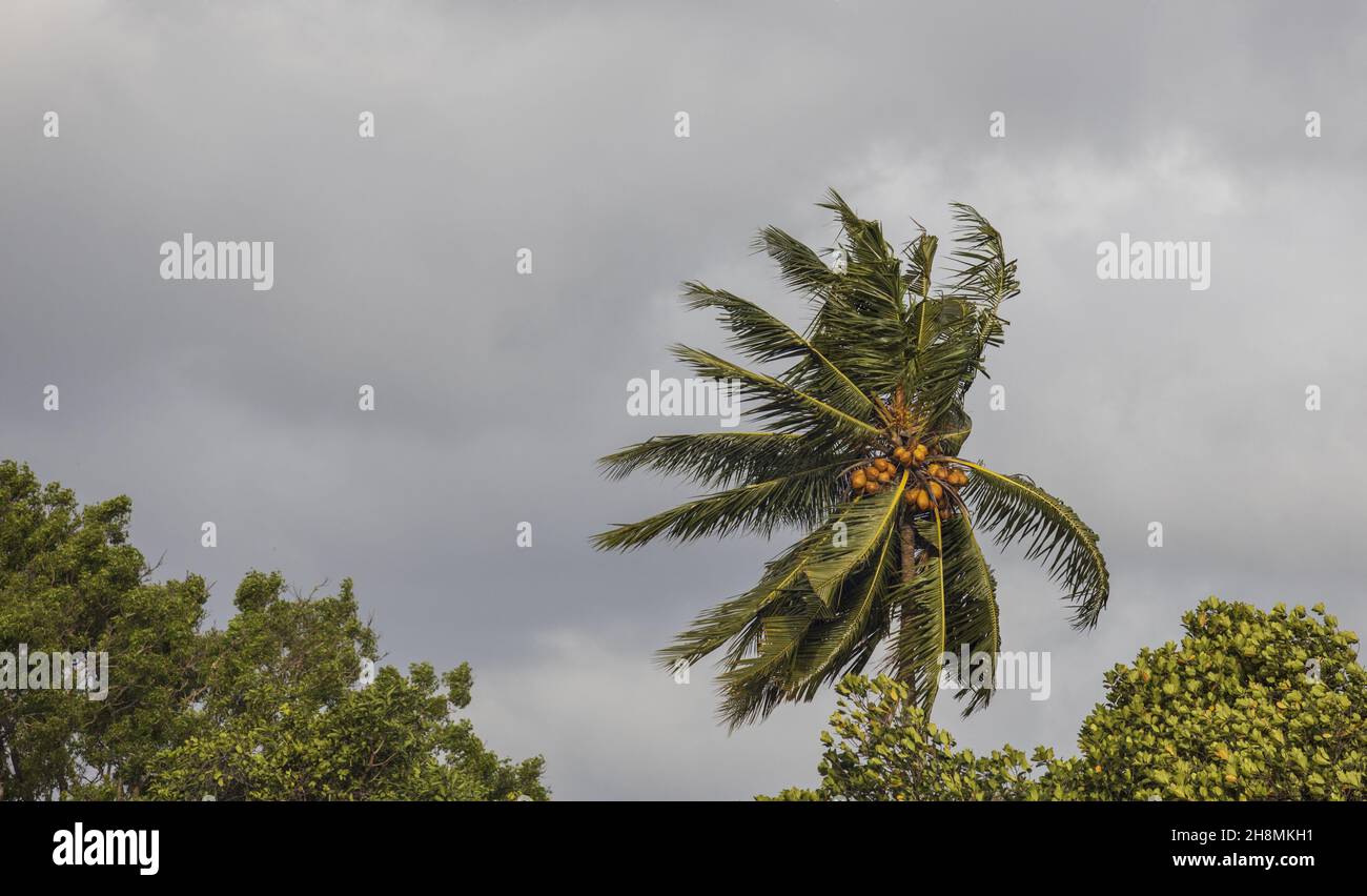 Low angle shot of a palm tree fluttering on a wind Stock Photo - Alamy