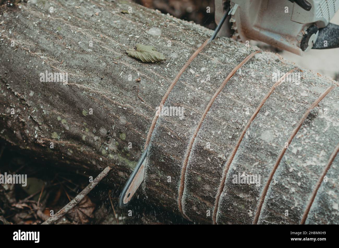 Tree trunk. Marked tree for cutting. Chainsaw Stock Photo - Alamy