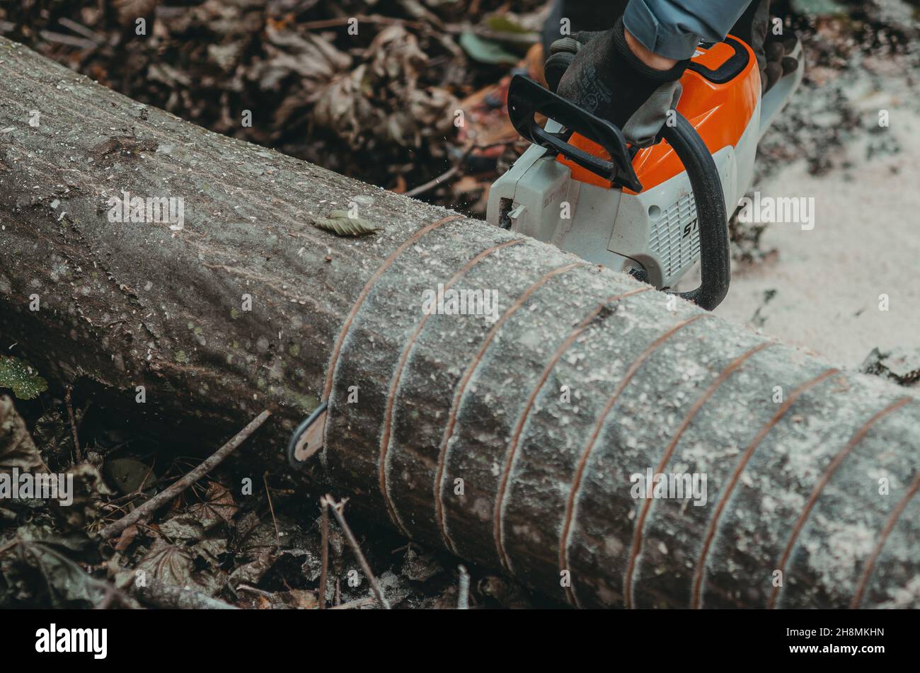 Tree trunk. Marked tree for cutting. Chainsaw Stock Photo - Alamy