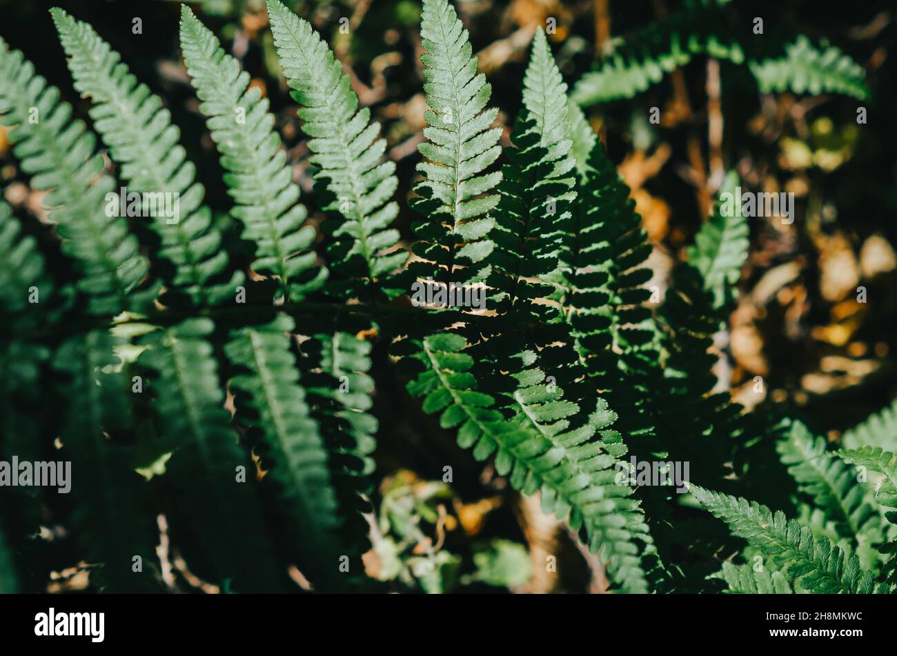 Abstract study light shadow hi-res stock photography and images - Alamy