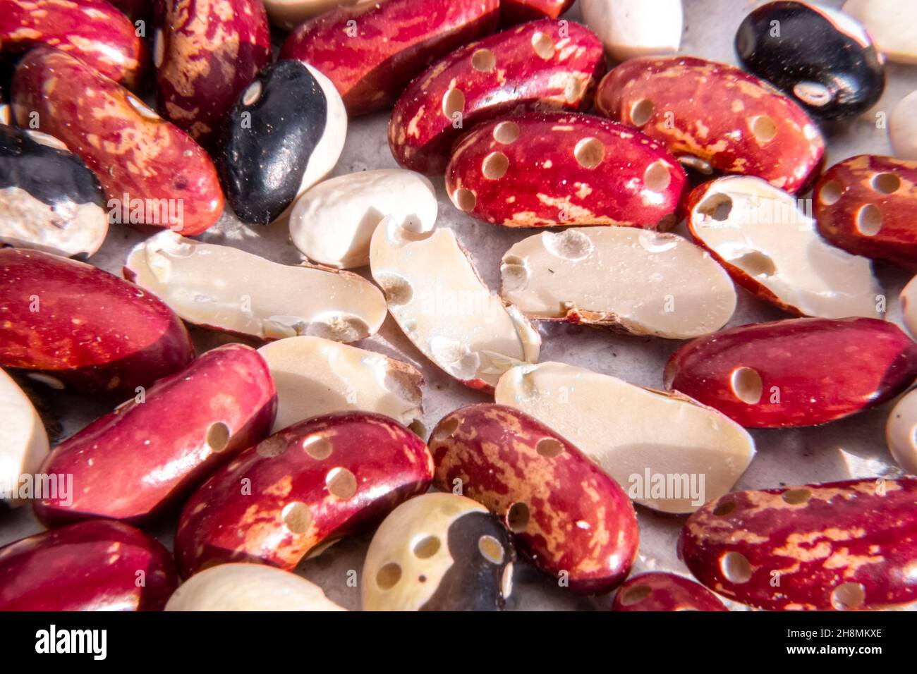 chopped beans damaged by bean weevil, selective focus Stock Photo - Alamy