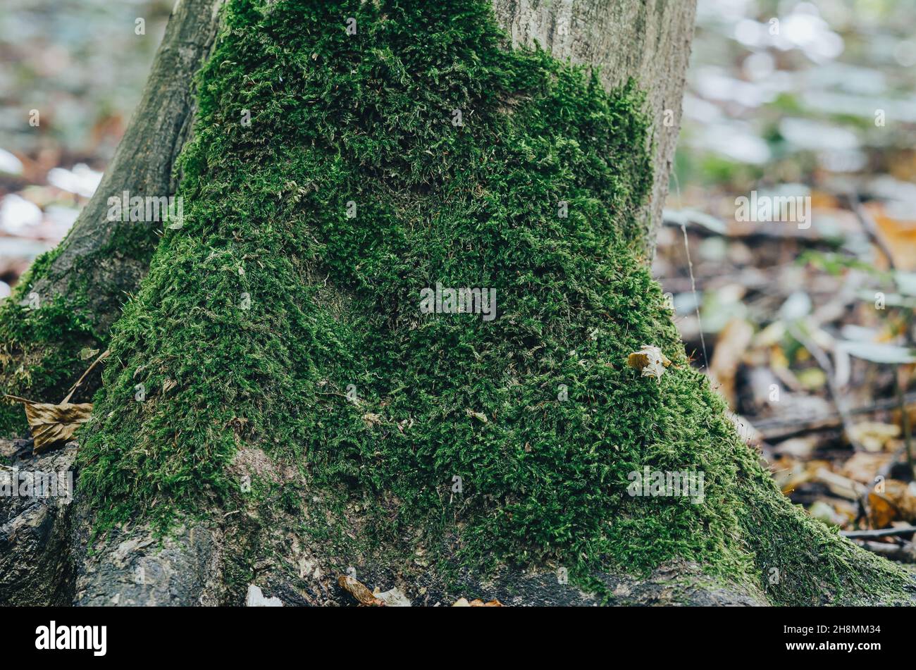 Beautiful green moss on bark of tree in the forest. Aroma of autumn ...