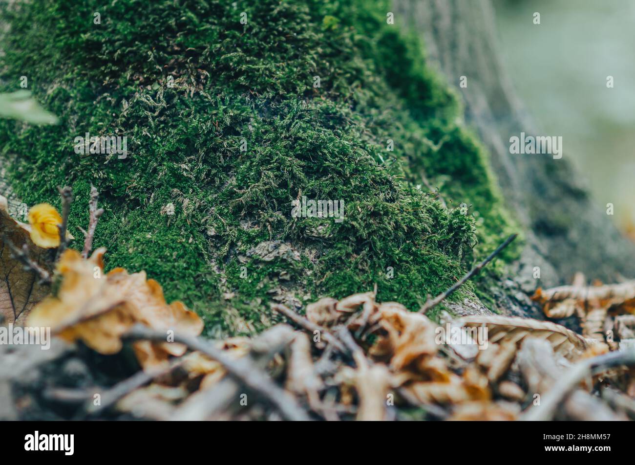 Beautiful green moss on bark of tree in the forest. Aroma of autumn ...