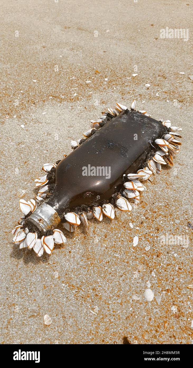 Bottle covered with barnacles hi-res stock photography and images - Alamy