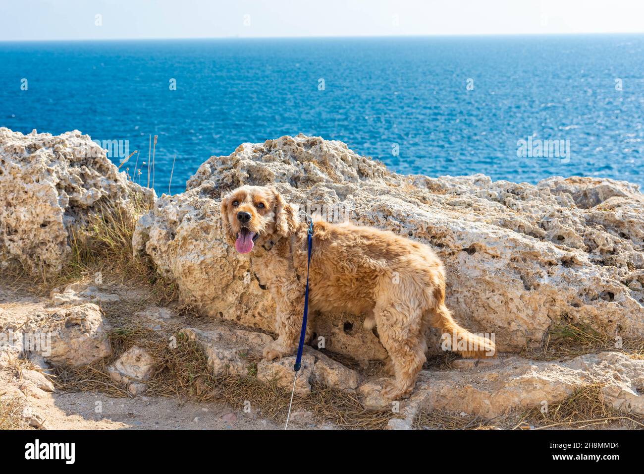 Cocker spaniel dog standing on the easternmost point of Italy in Punta ...
