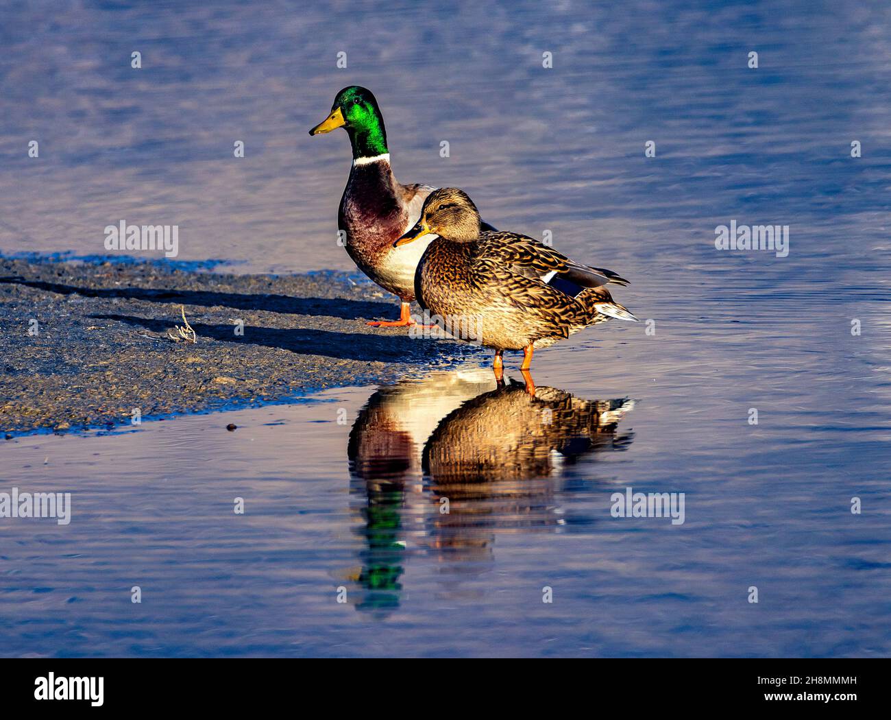 Farmington bay ducks hi-res stock photography and images - Alamy