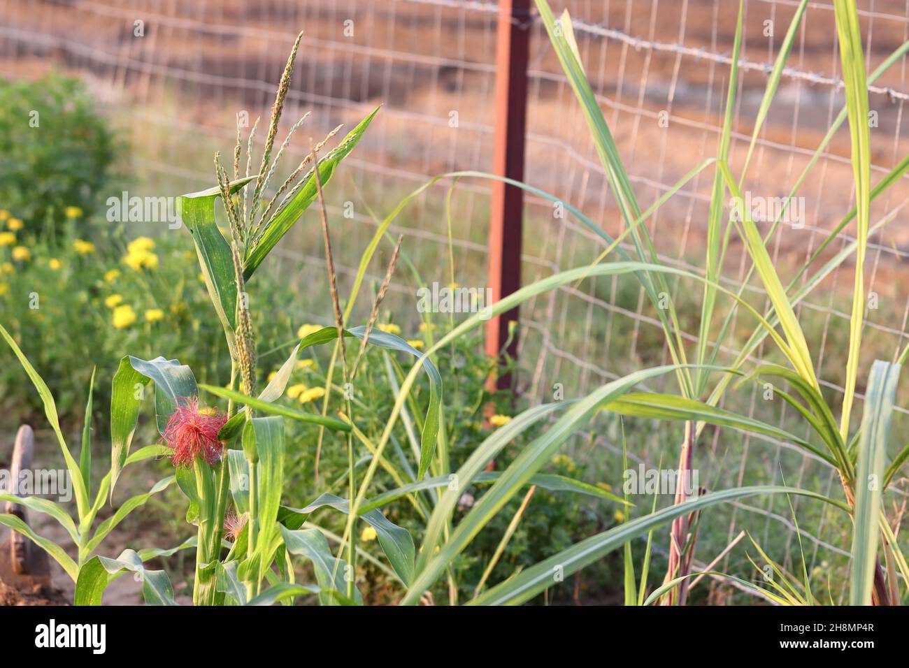 Growing maize hi-res stock photography and images - Alamy