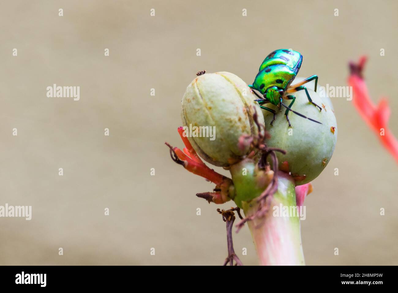 Chrysocoris stollii. Indian Green jewel bug. Green beetle Stock Photo ...