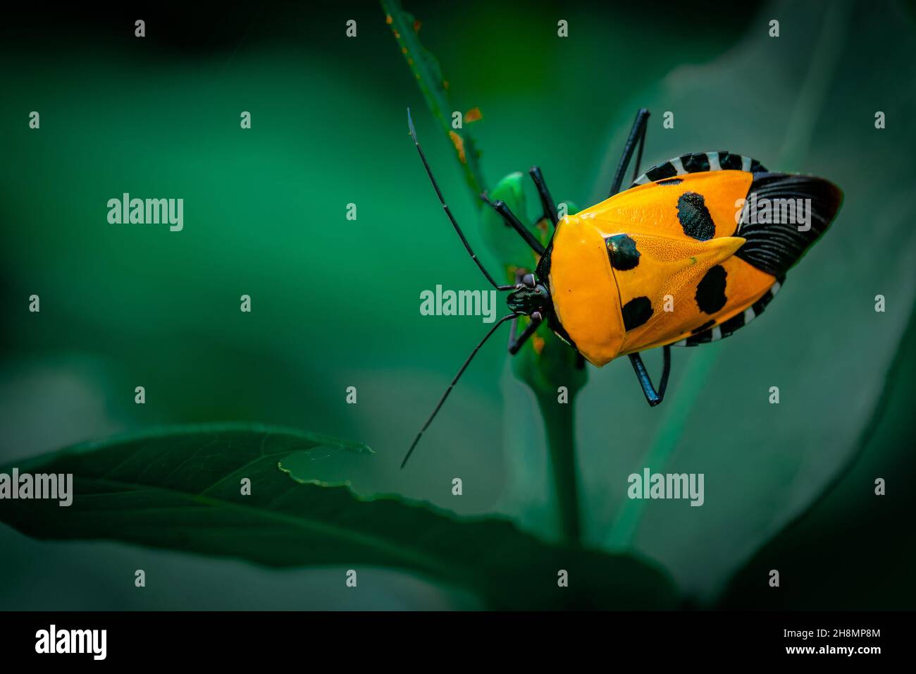 Yellow Man-faced Stink Bug, Catacanthus incarnatus - Goa, India Stock ...