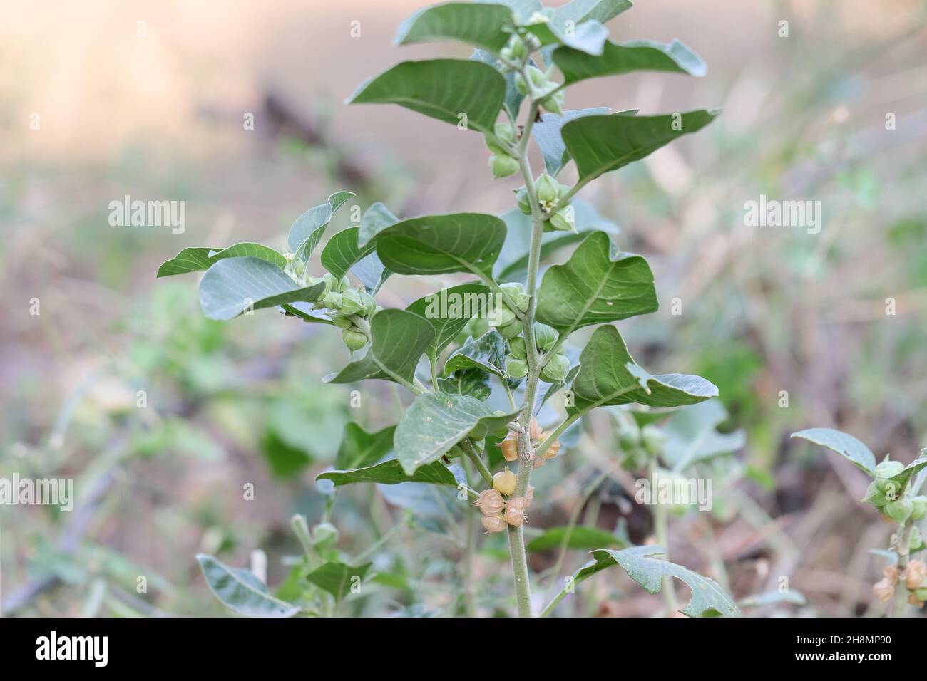 Close-up of Ashwagandha fruit on plant (Withania somnifera Stock Photo ...