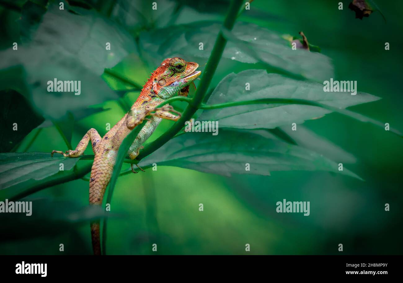 Monilesaurus rouxii, commonly known as Roux’s forest lizard. Lizard ...