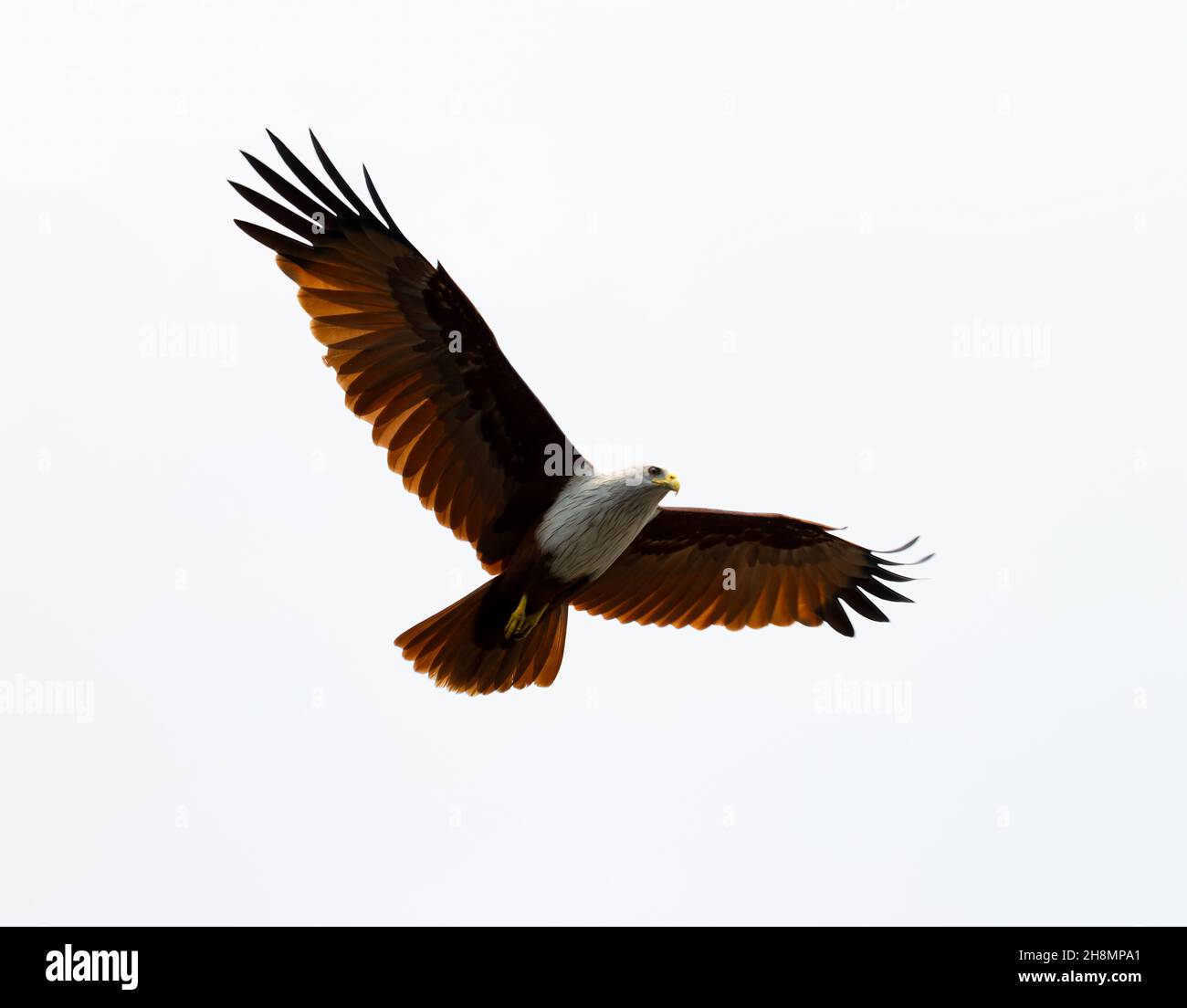 eagle in flight - Goa, India Stock Photo - Alamy