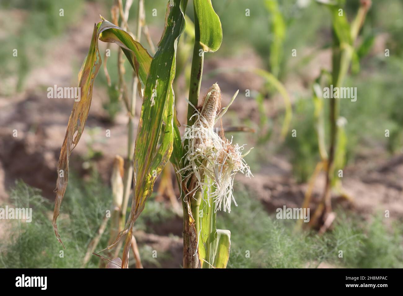 Close-up of On maize crop, an animal has destroyed the standing crop in ...