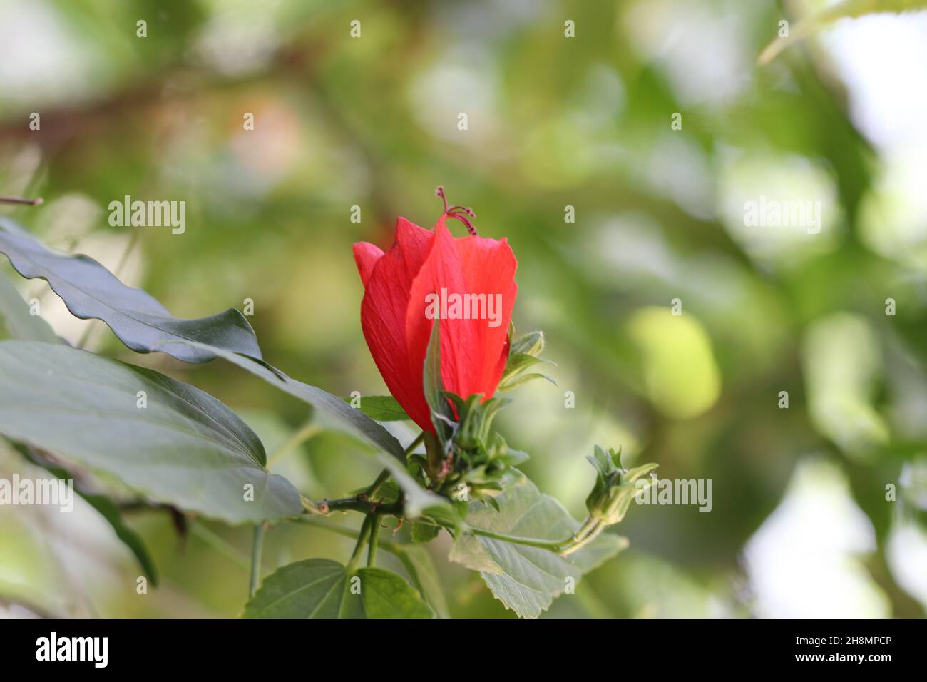 Close-up of Chili-like red flower hibiscus blooming in the garden Stock ...