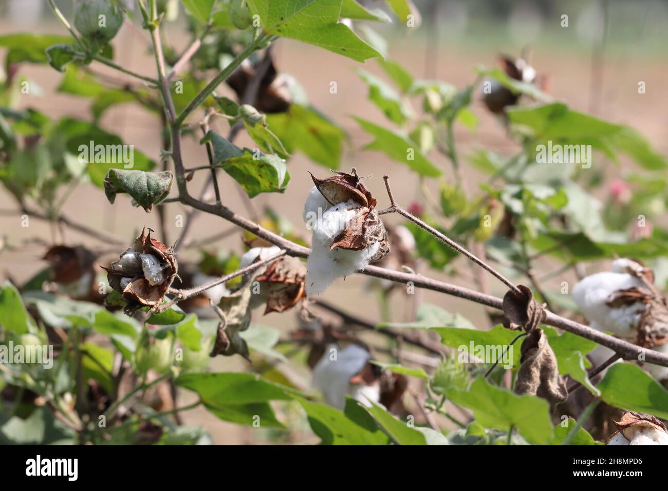 Close-up of Cotton crop getting drenched by rain water Stock Photo - Alamy