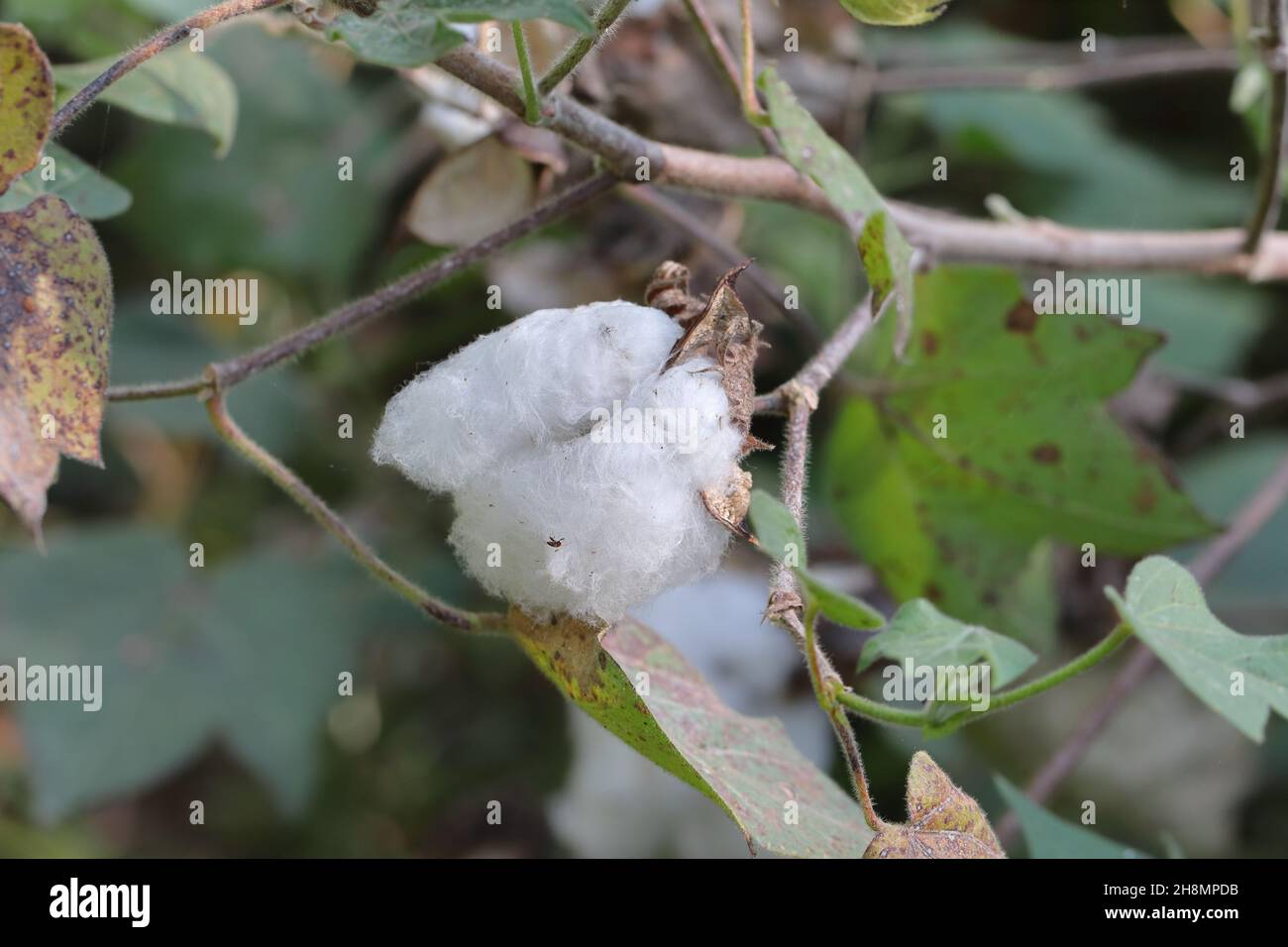 Cotton crop damage hi-res stock photography and images - Alamy