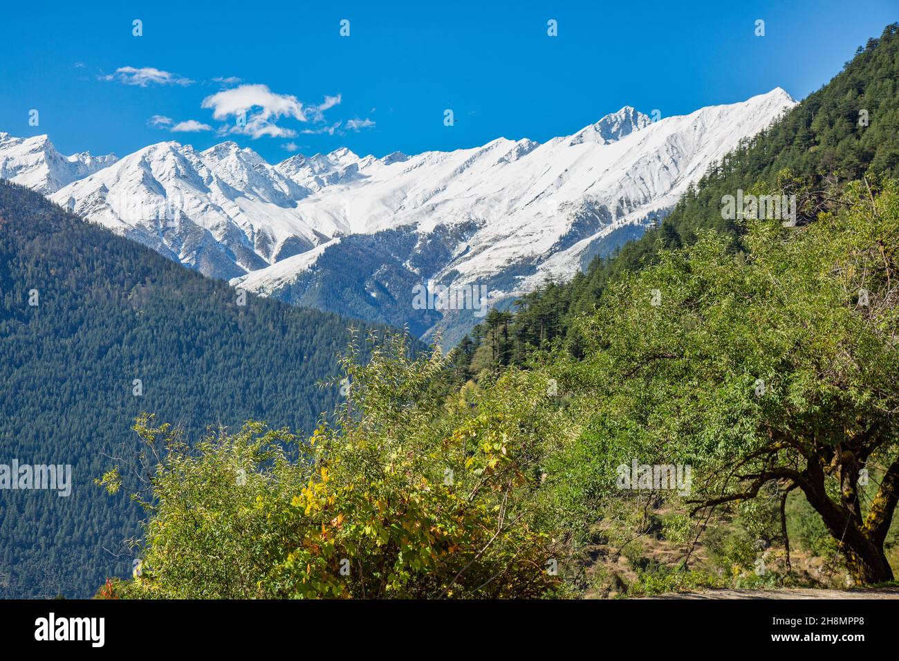 Scenic landscape at Kalpa hill station of Himachal Pradesh with forests ...