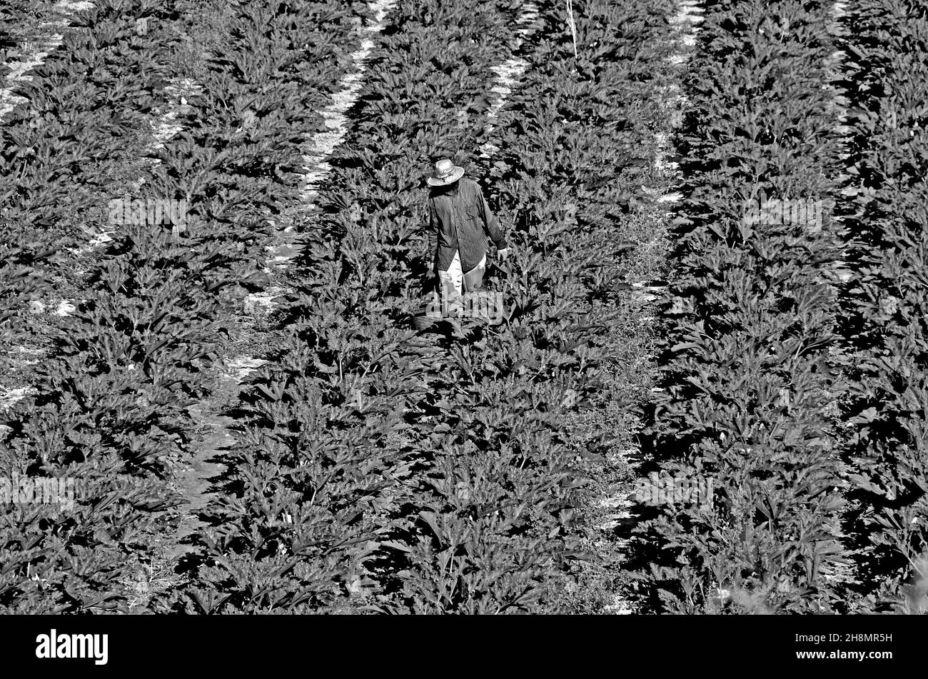Inspection harvest Black and White Stock Photos & Images - Alamy