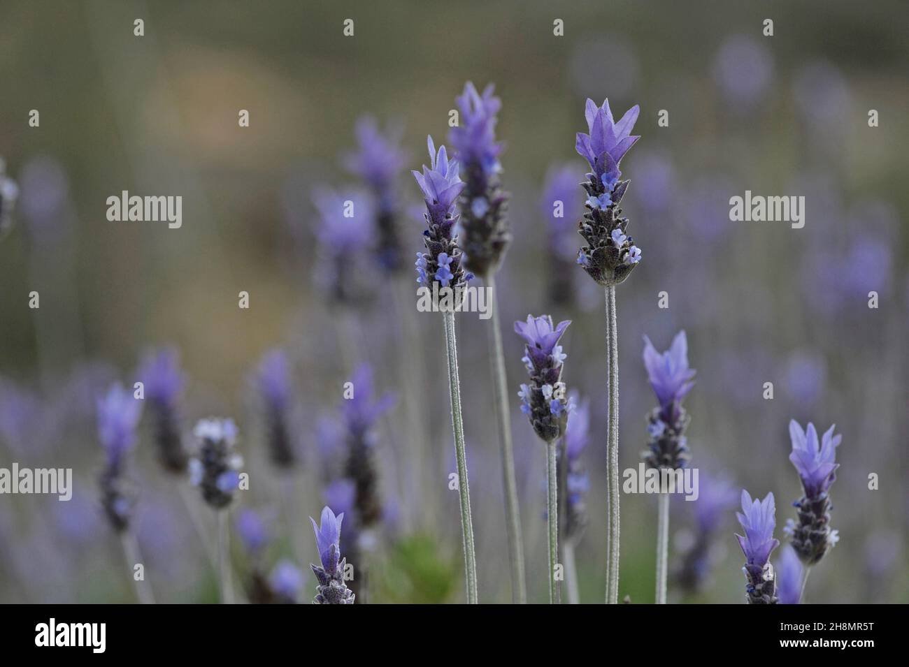 Wild lavender, wild common lavender (Lavandula angustifolia), mint (Lamiaceae), lavender field ...