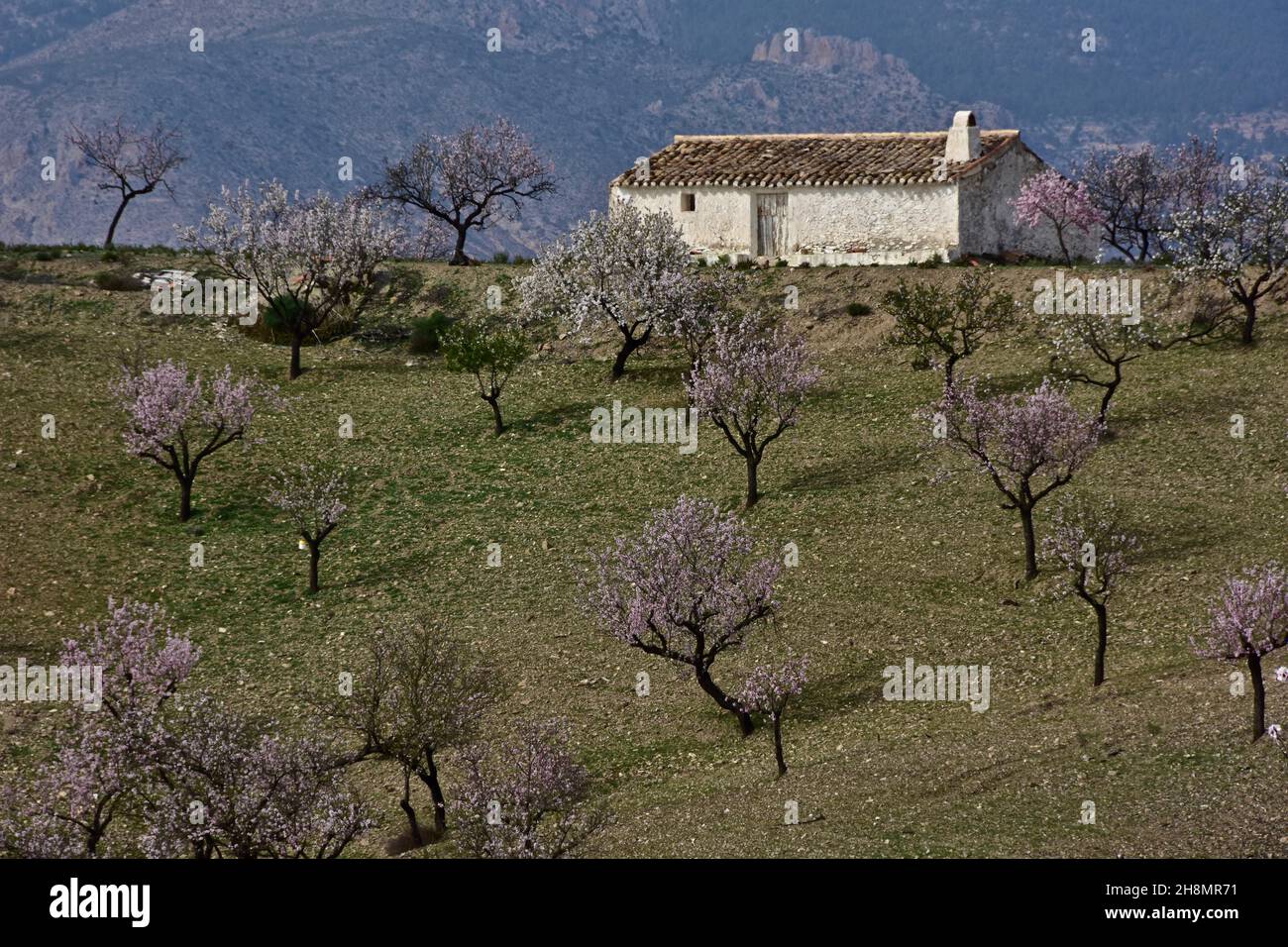 Almond plantation at blossom with white hut, small country house ...